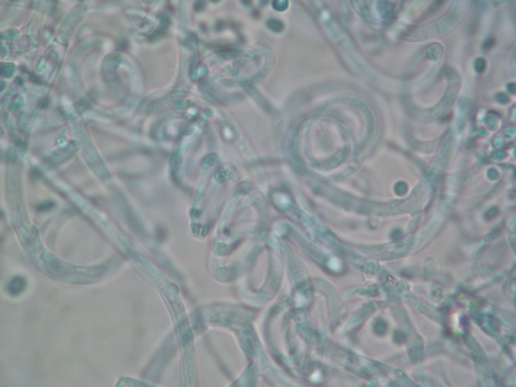 LABOPART - Nannizzia persicolor