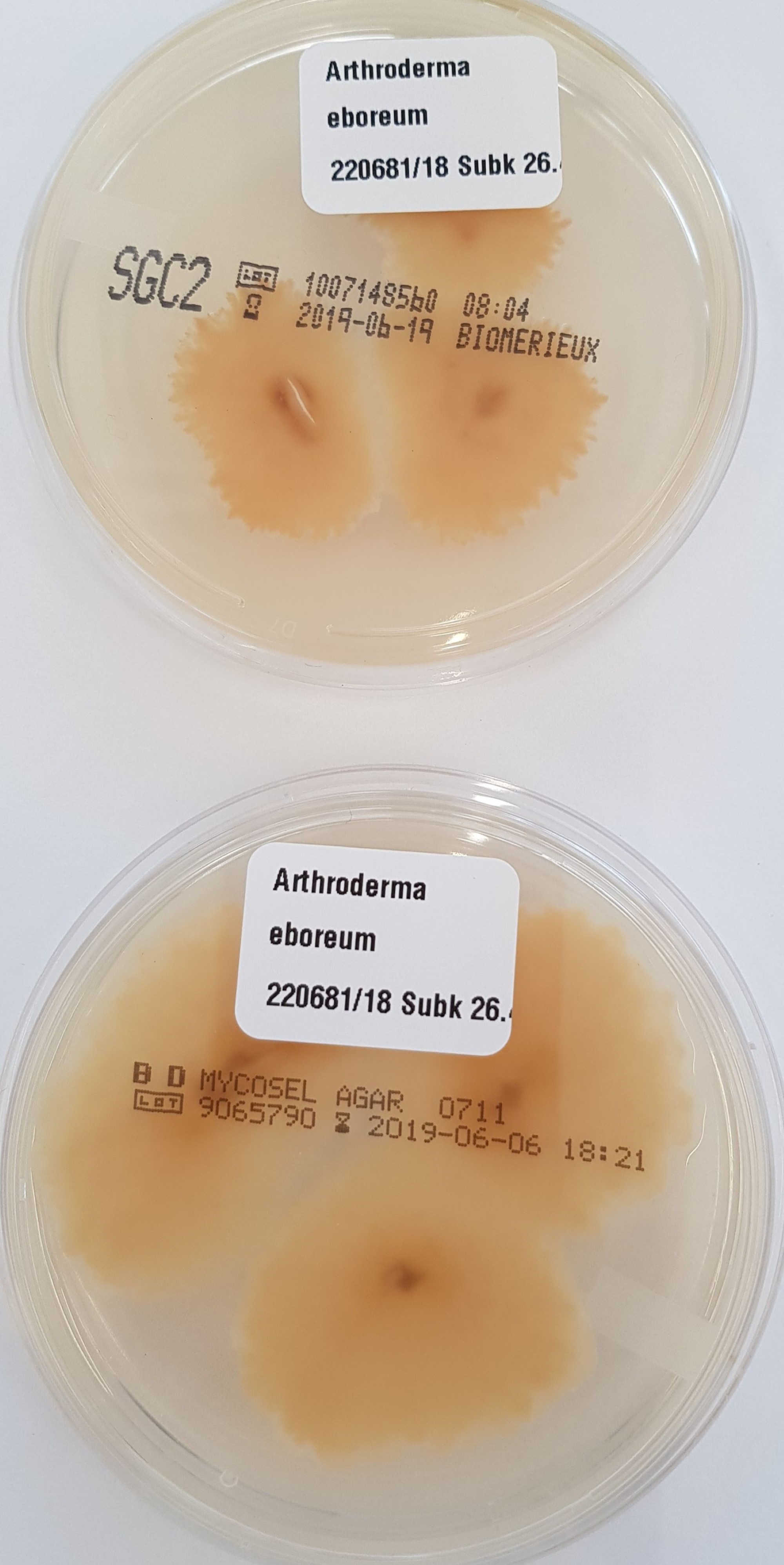 LABOPART - Arthroderma eboreum