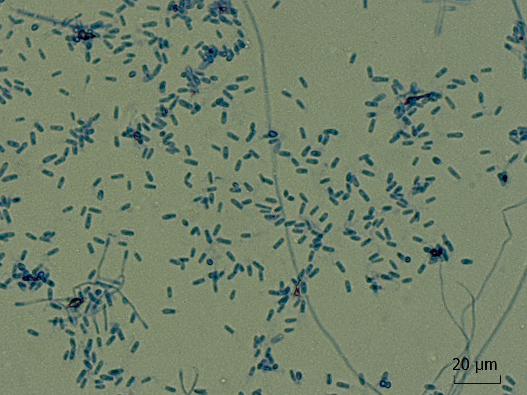 LABOPART - Arthroderma insingulare