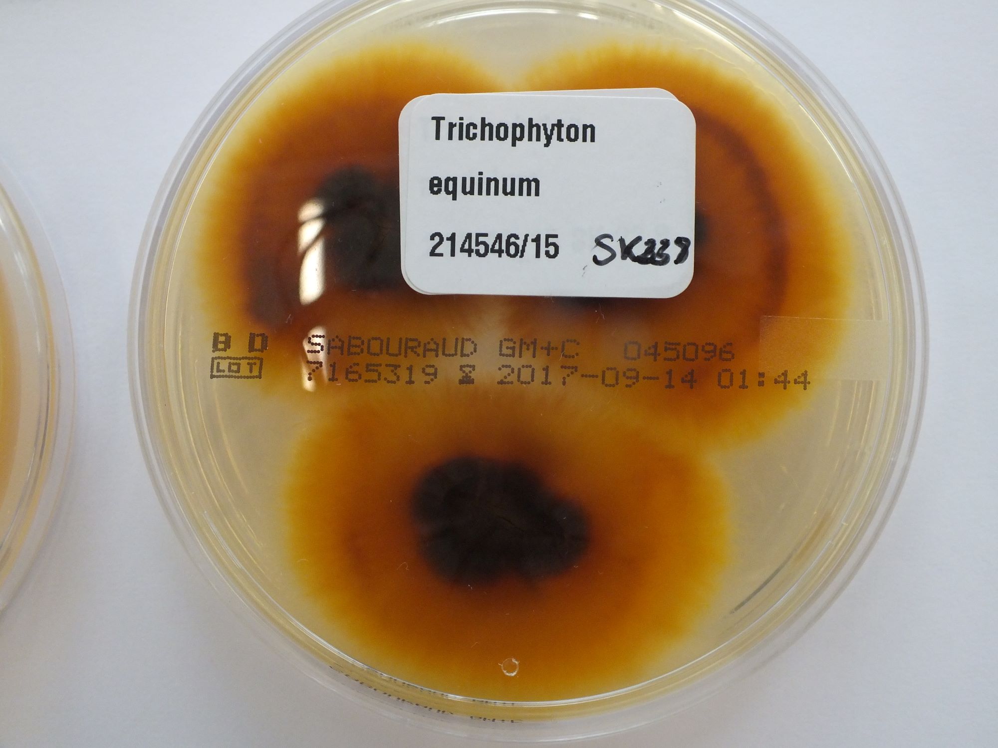 LABOPART - Trichophyton equinum