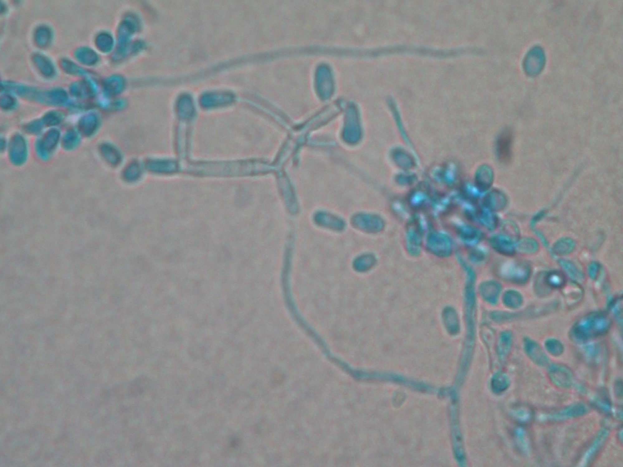 LABOPART - Arthroderma thuringiensis
