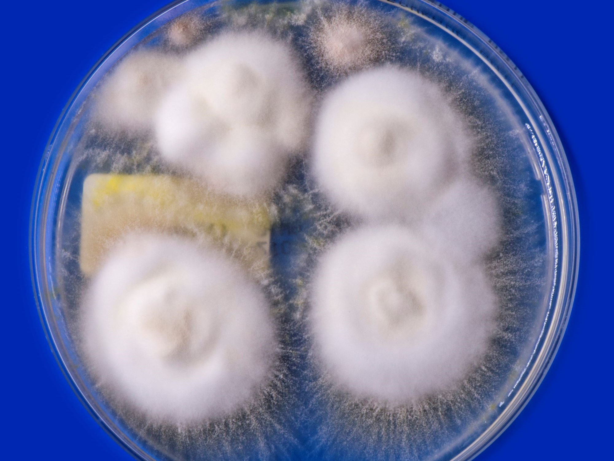 LABOPART - Trichophyton erinacei