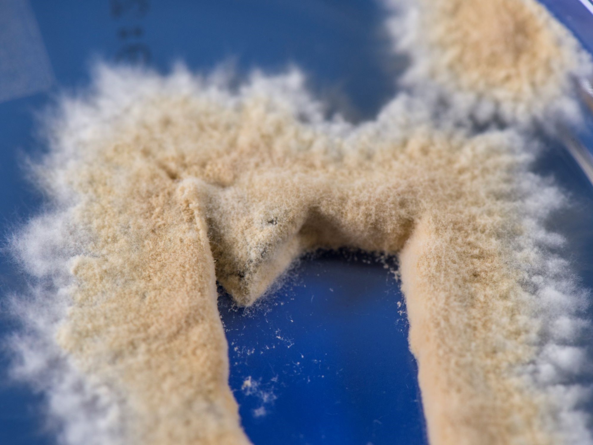 LABOPART - Nannizzia gypsea