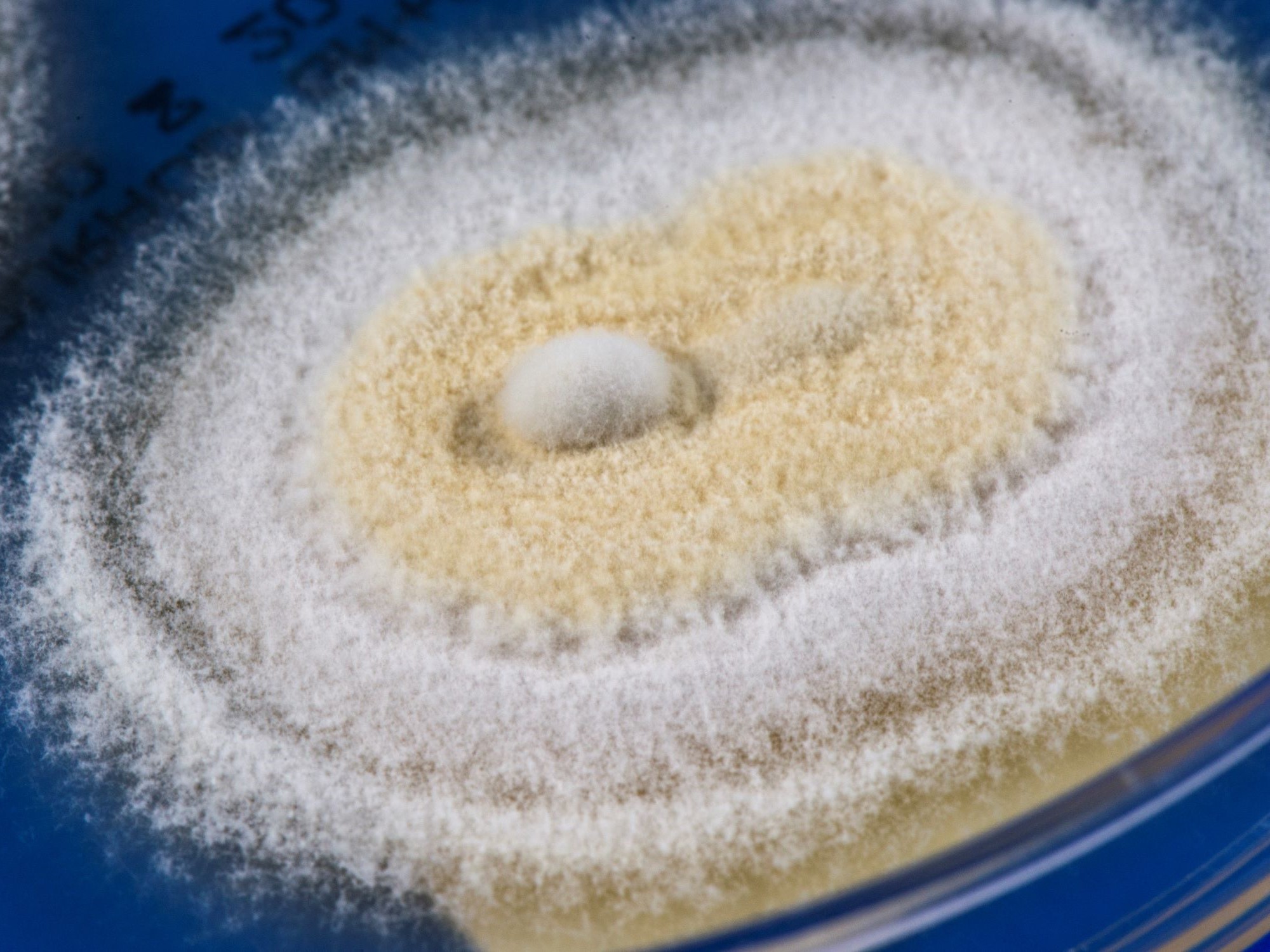 LABOPART - Trichophyton mentagrophytes