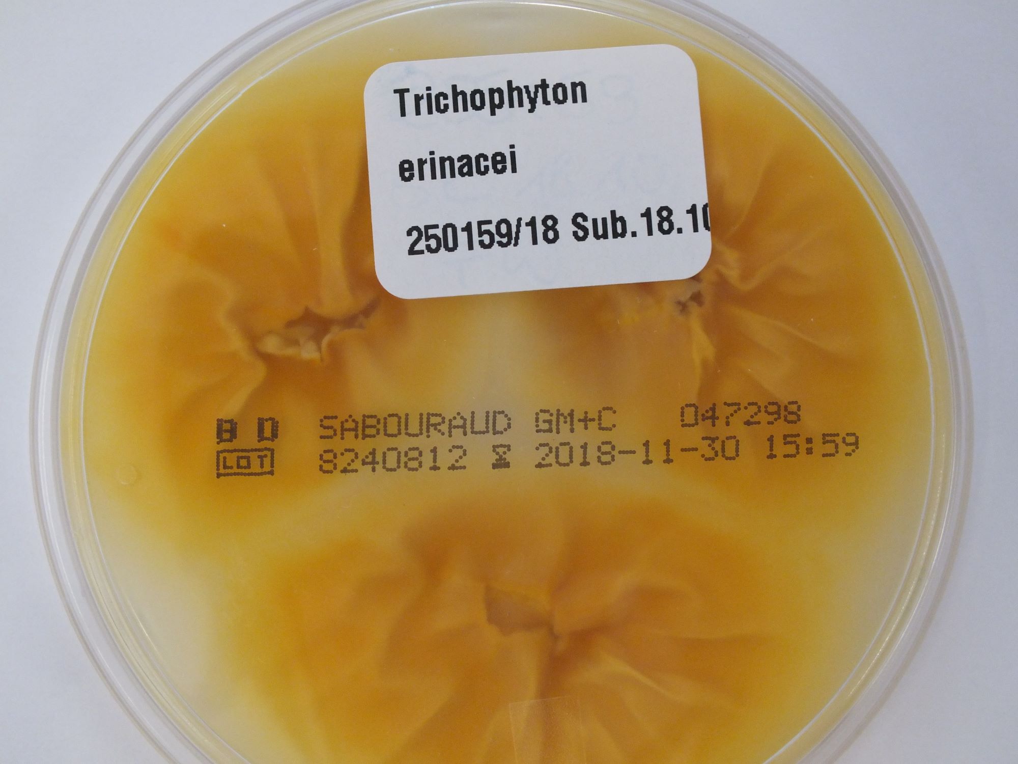 LABOPART - Trichophyton erinacei