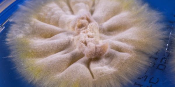 LABOPART - Pilzgalerie