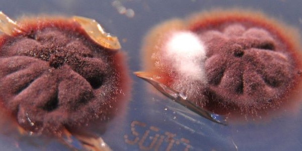 LABOPART - Pilzgalerie