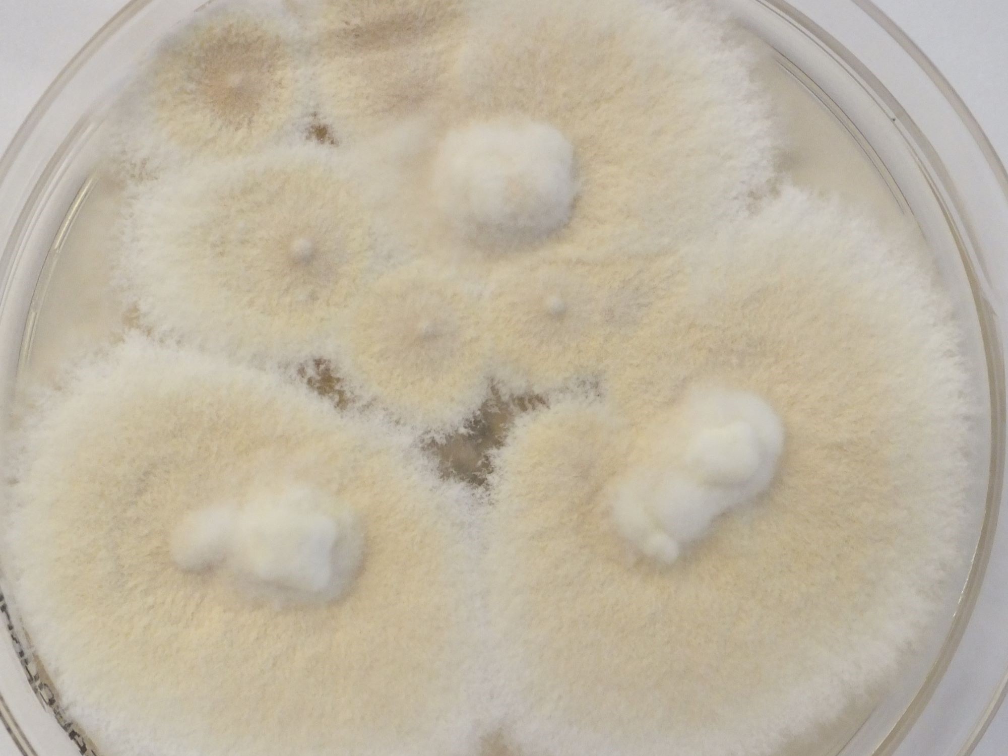 LABOPART - Arthroderma insingulare