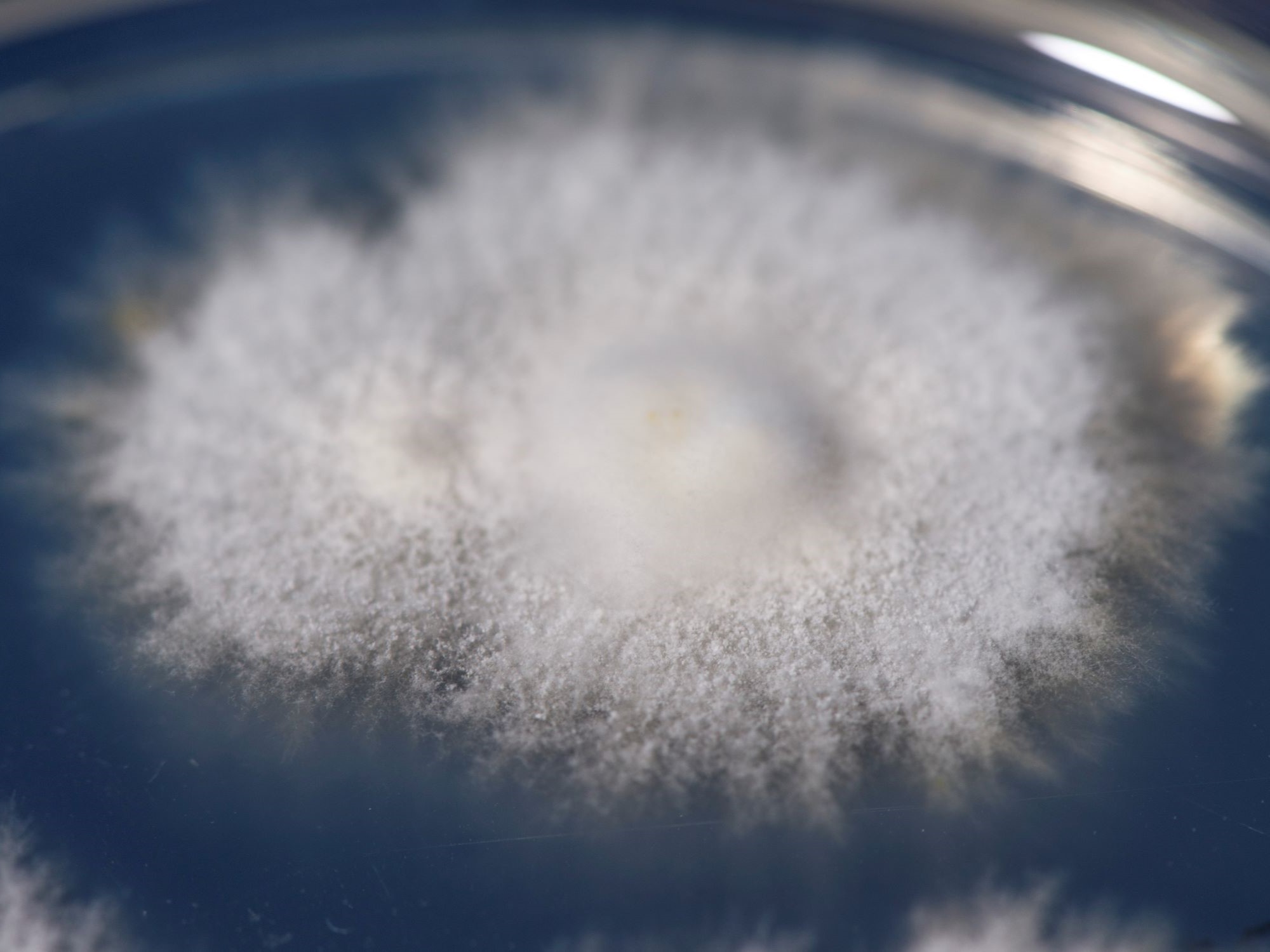 LABOPART - Trichophyton benhamiae