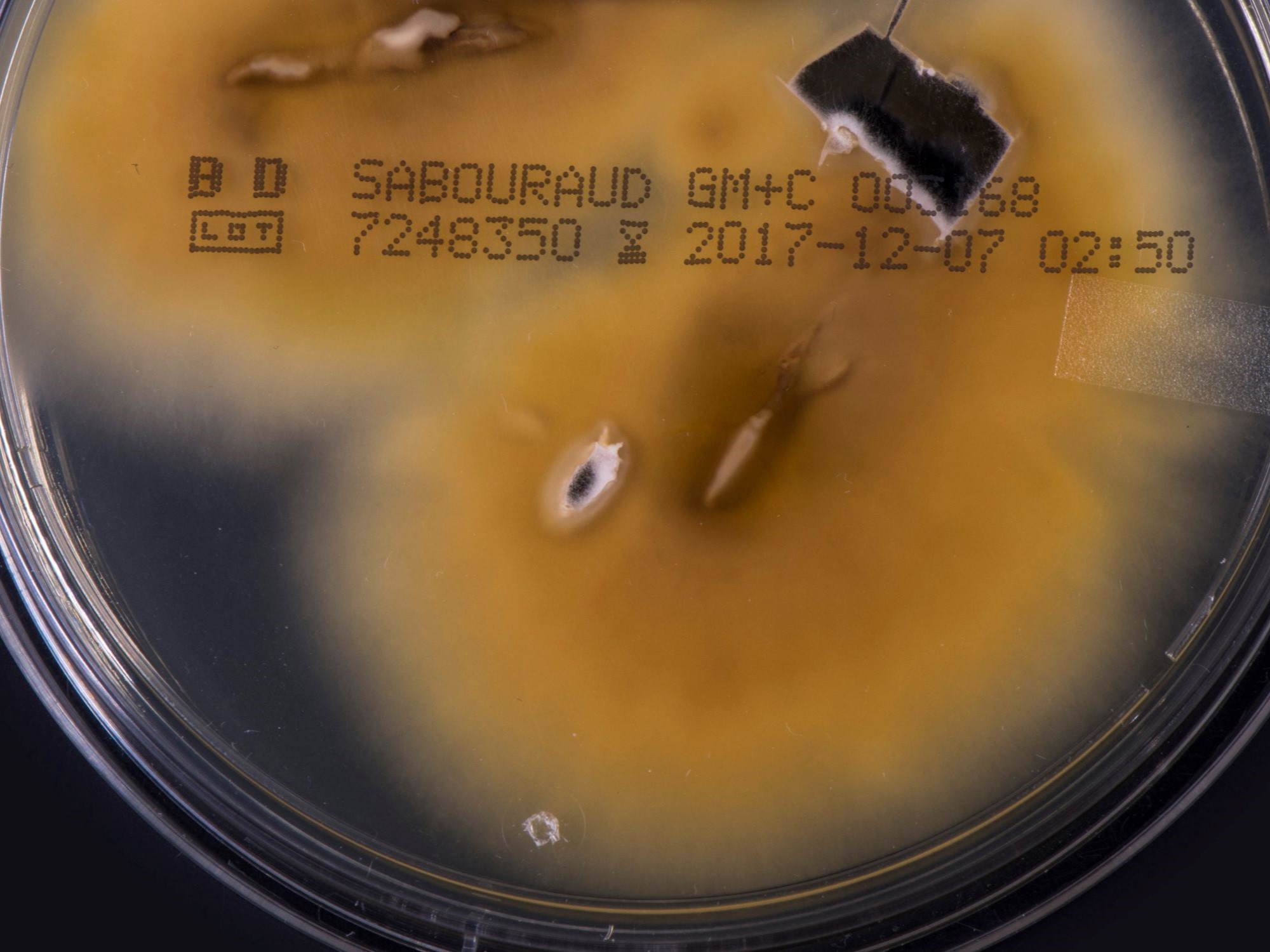 LABOPART - Trichophyton indotineae